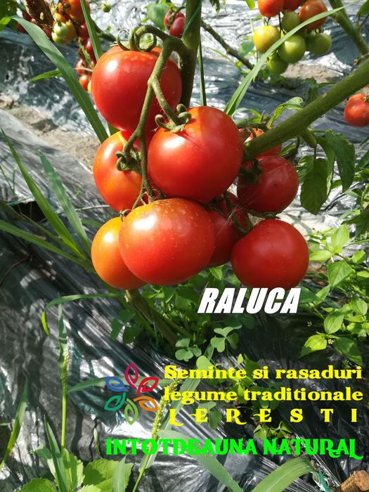 RALUCA (soi românesc) :: legumetraditionale.ro