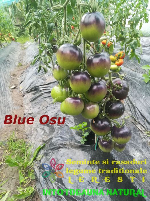 BLUE OSU