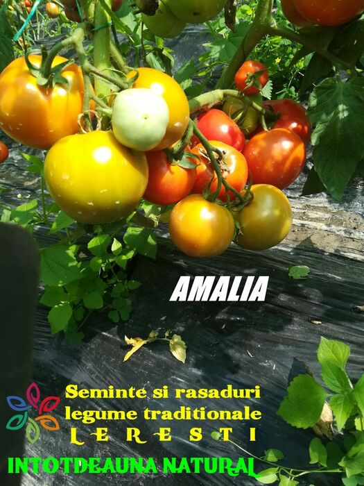 SOIURI ROSII DETERMINATE 16 soiuri :: legumetraditionale.ro