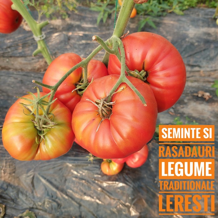 ROȘIE DE GRADINA :: legumetraditionale.ro