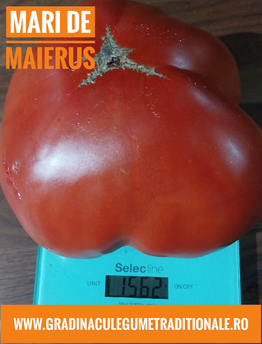 MARI DE MAIERUS (soi romanesc) :: legumetraditionale.ro