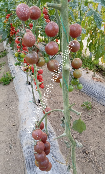 SOIURI ROSII CHERRY 15 soiuri :: legumetraditionale.ro